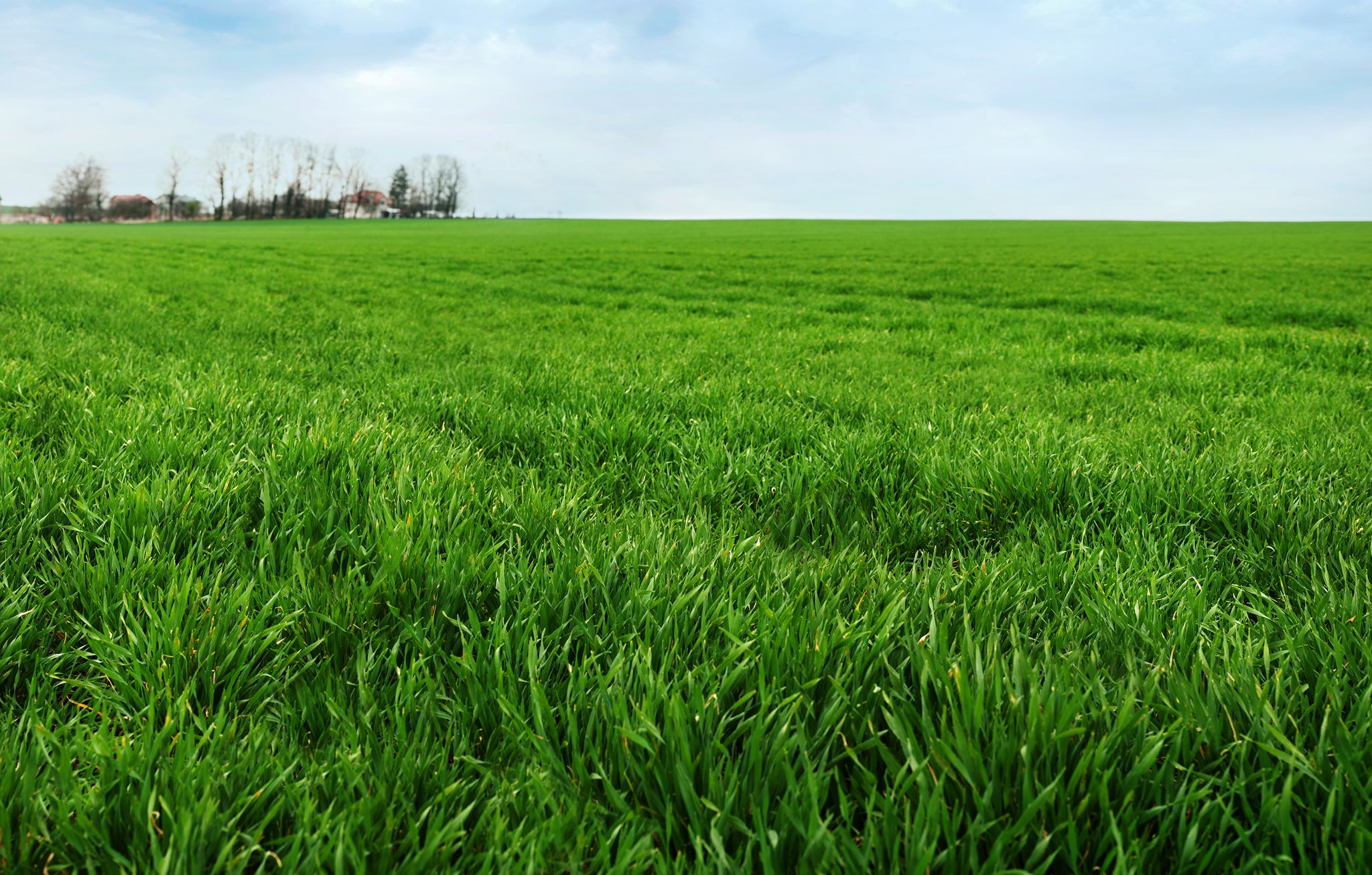Rohrer Seeds Winter Rye Cover Crop Seeds - 5 lb